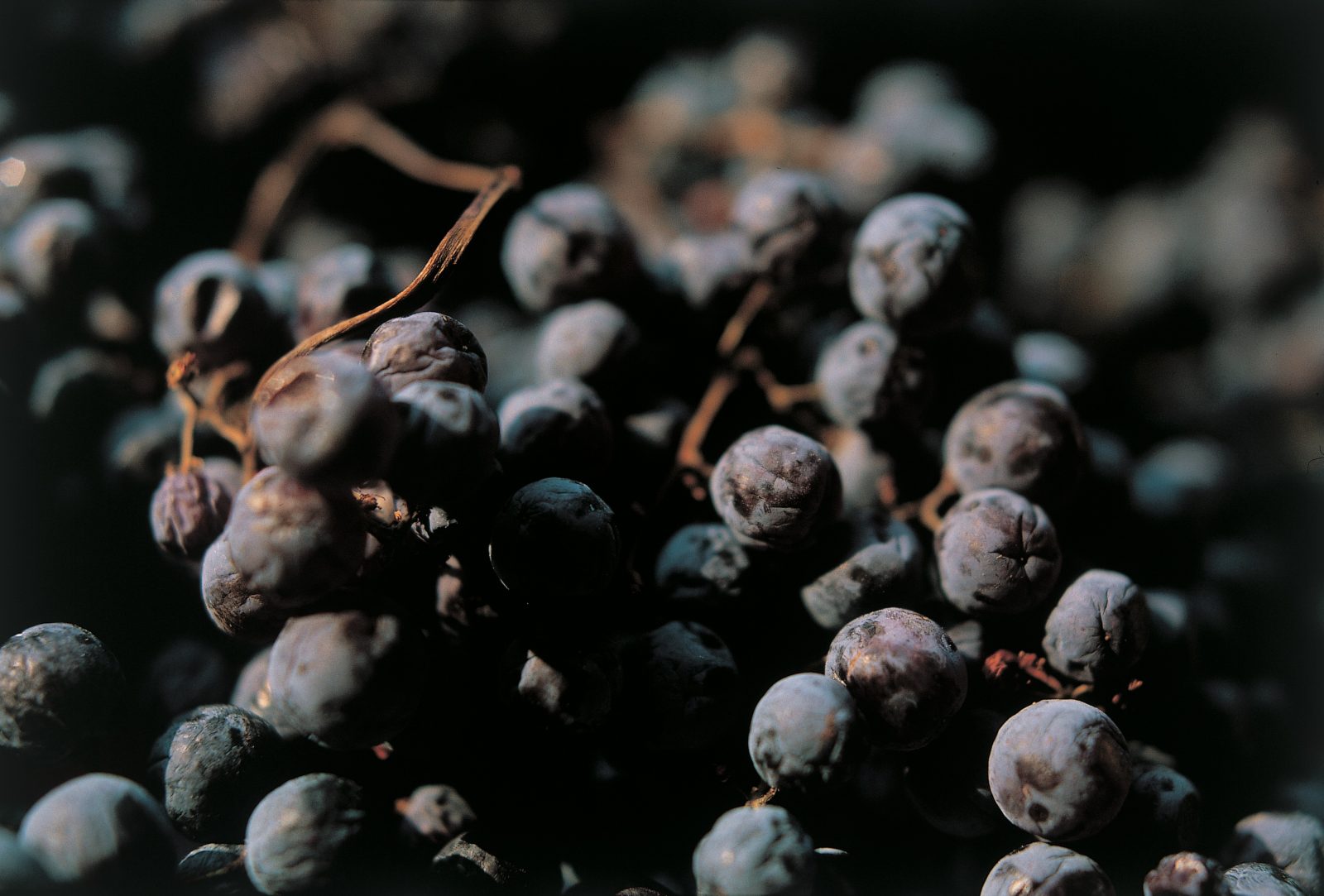 Amarone Food Pairing: Your Holiday Menu is Ready