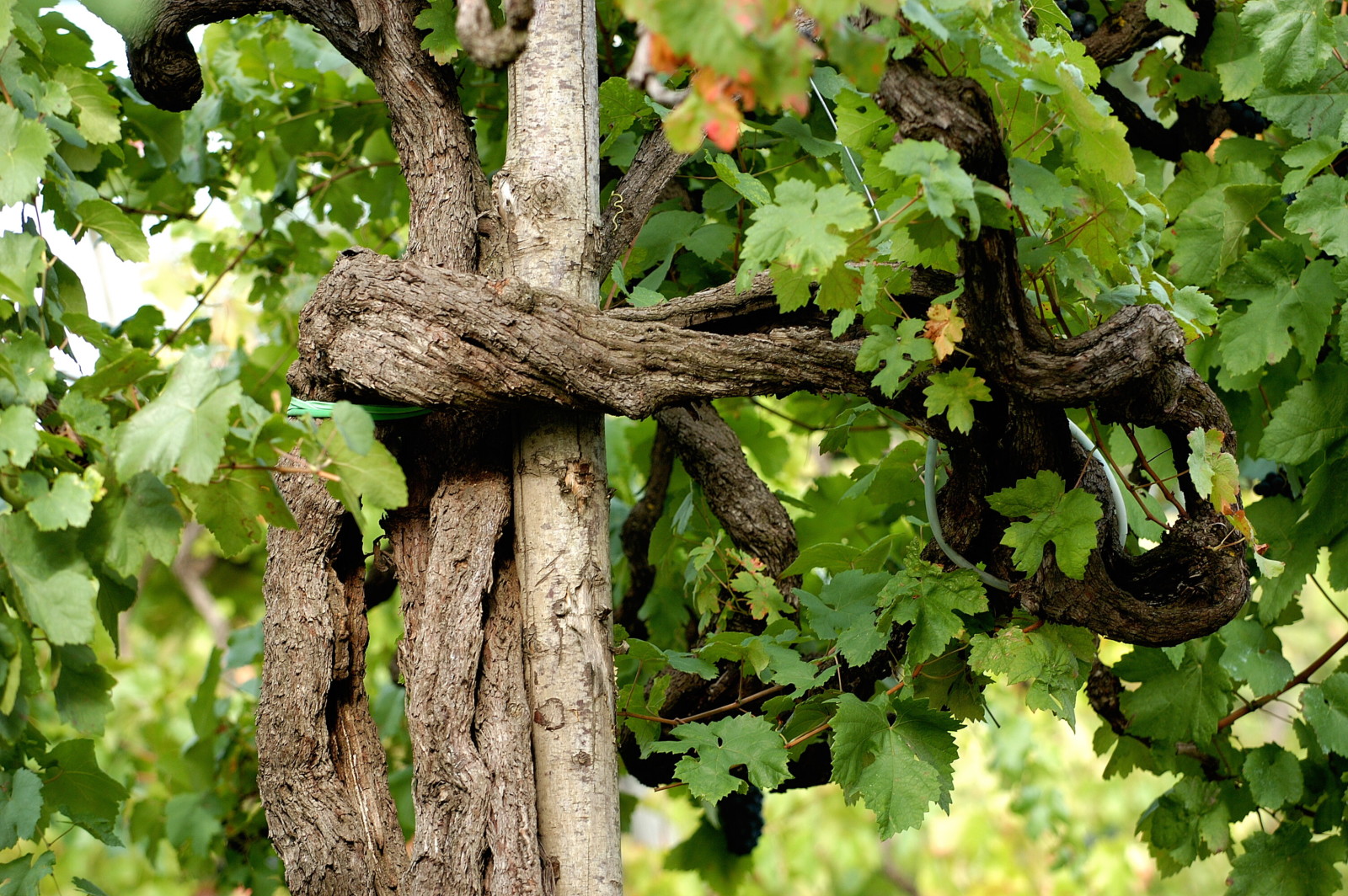 The Ancients Wines of Irpinia