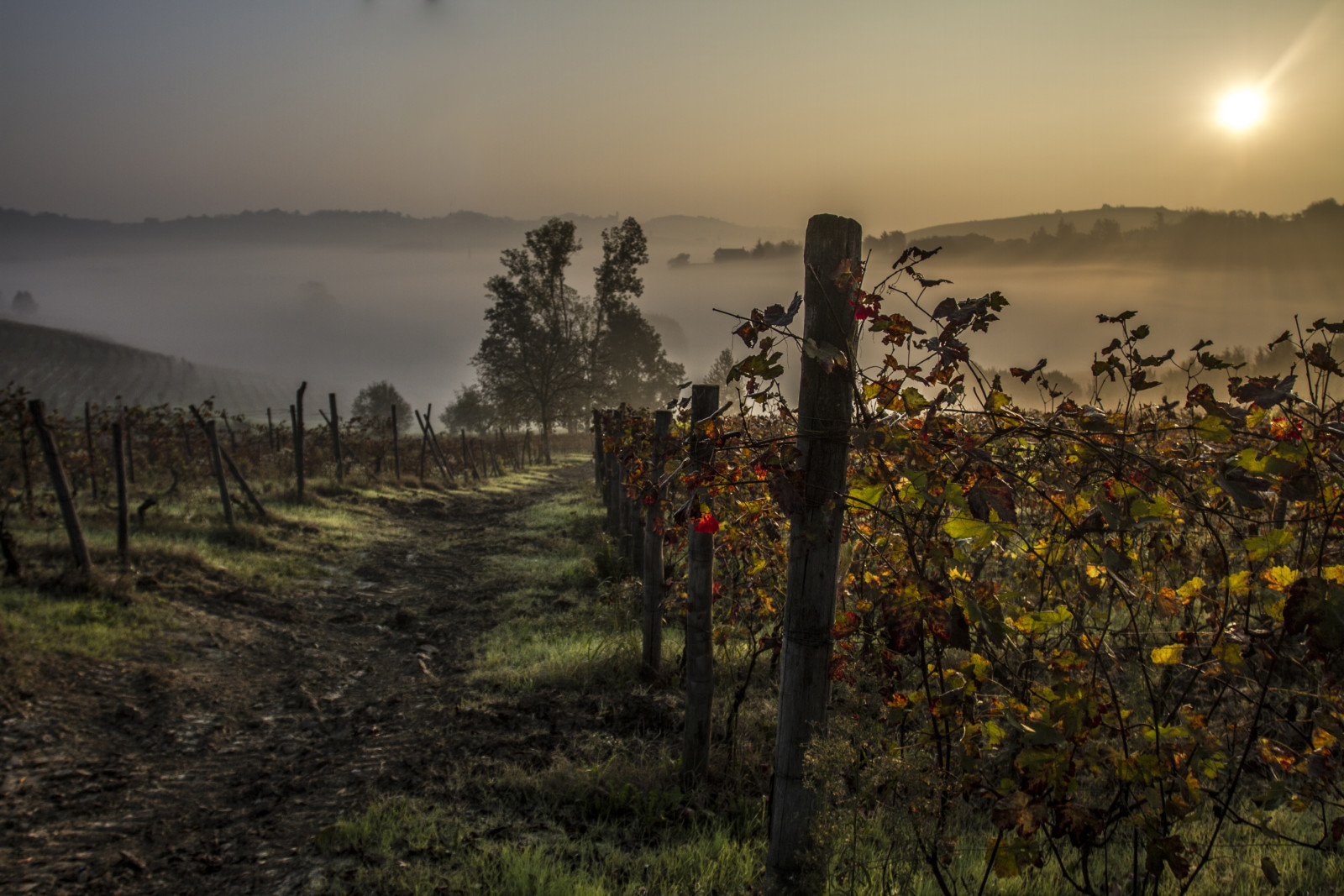 The Best Italian Wine Regions to Visit in the Fall