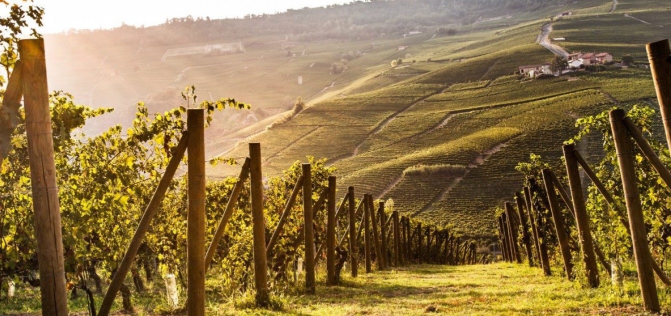 I tre vigneti più prestigiosi d'Italia