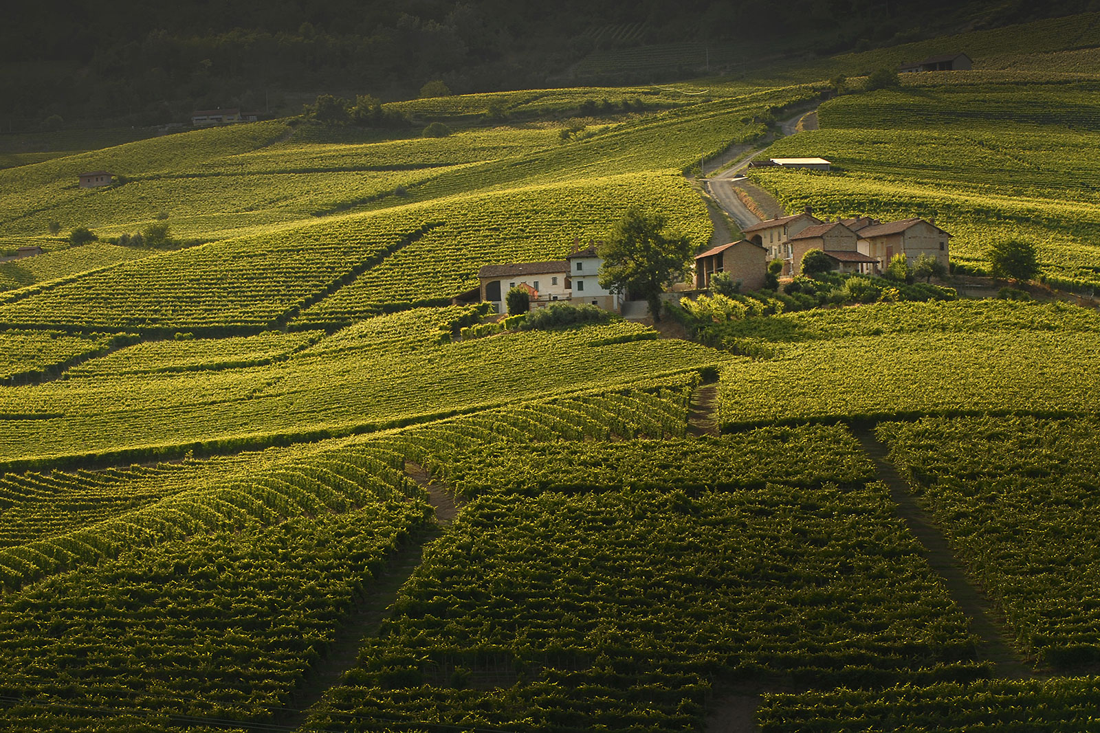 Piemonte, Langhe, Roero e Monferrato | The Grand Wine Tour