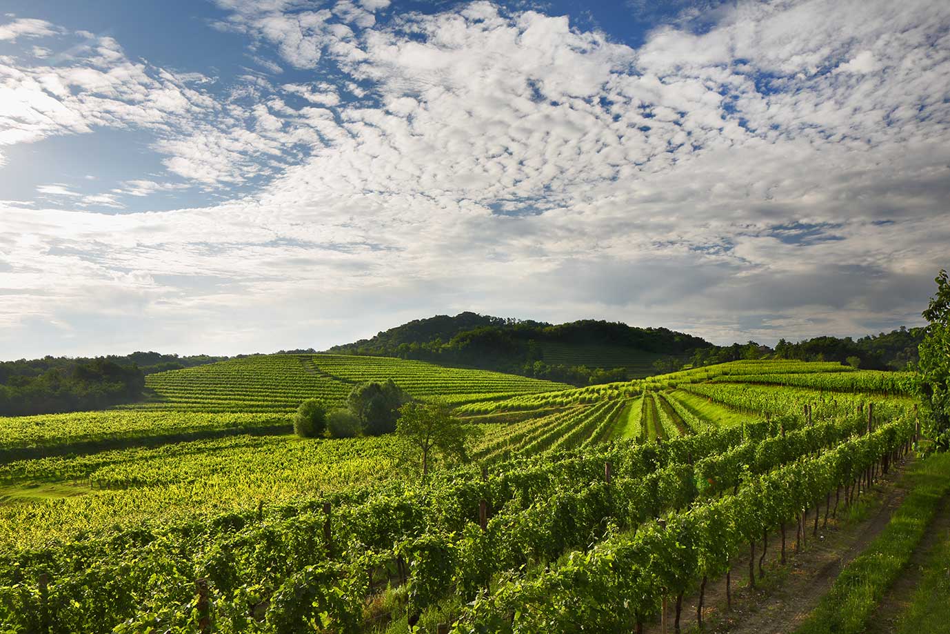 Friuli | The Grand Wine Tour